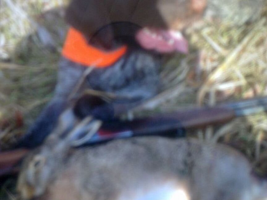 Рабочий кобель Дратхаар. вязка