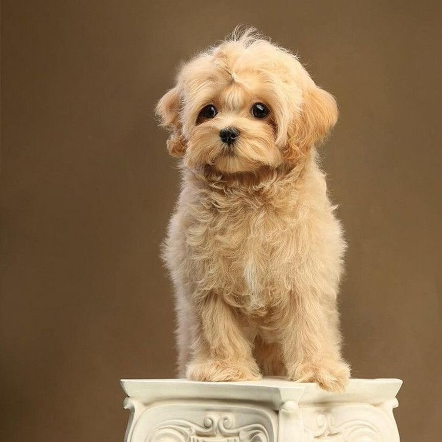 Мальтипу мини