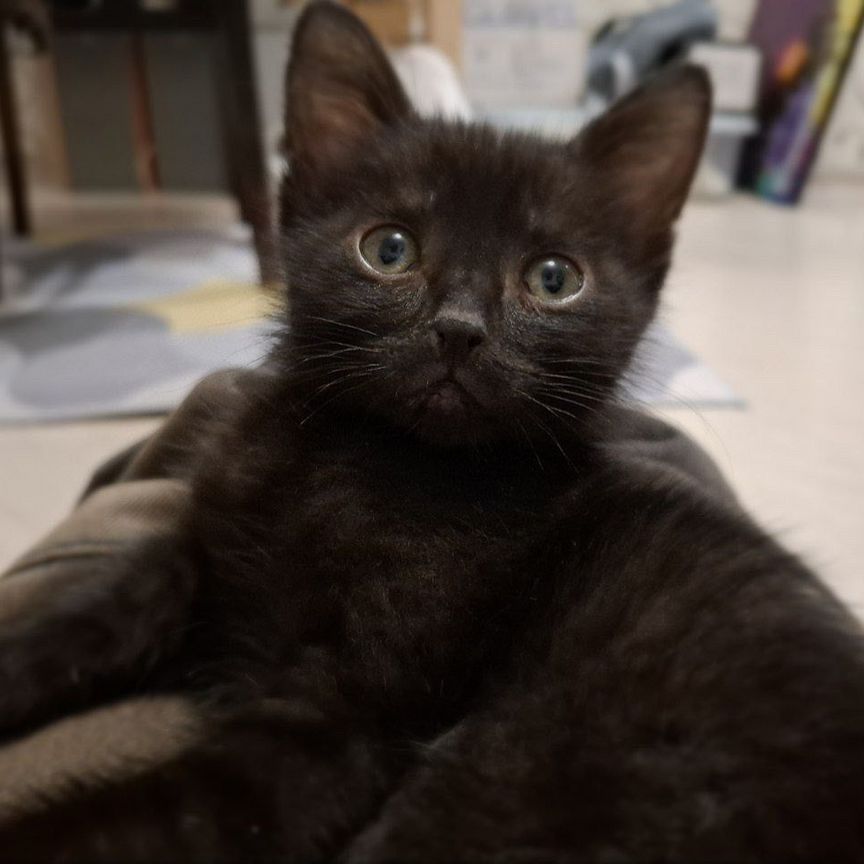 Котята