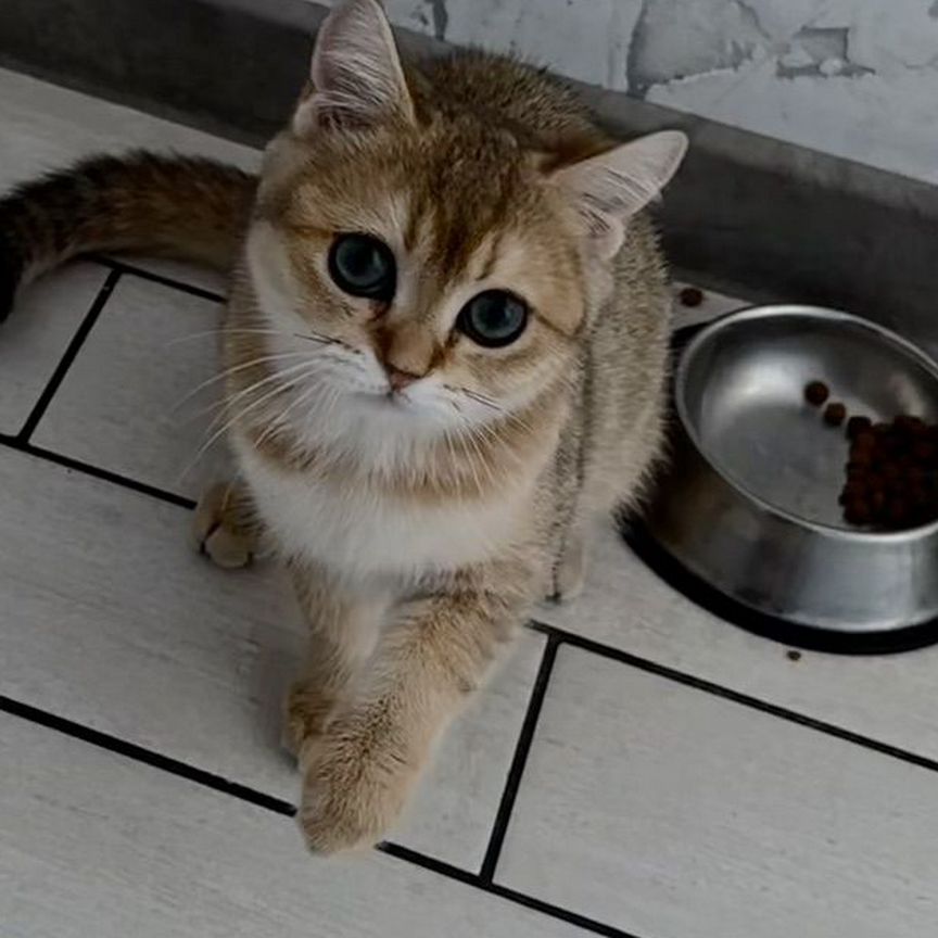 Шотландский прямоухий короткошёрстный котёнок