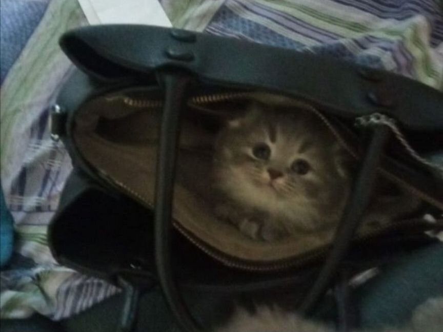 Шотландские вислоухие котята