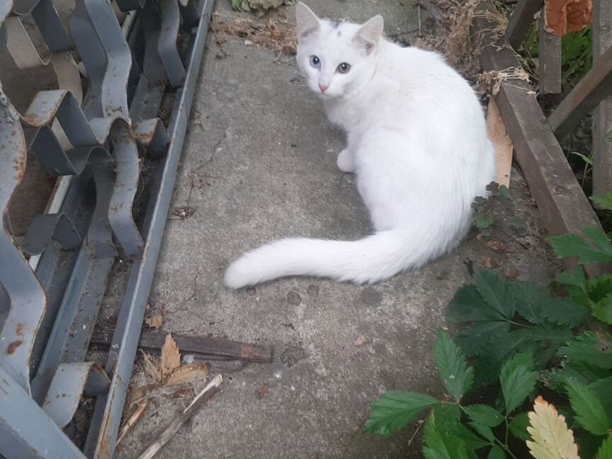 Котята в добрые руки бесплатно