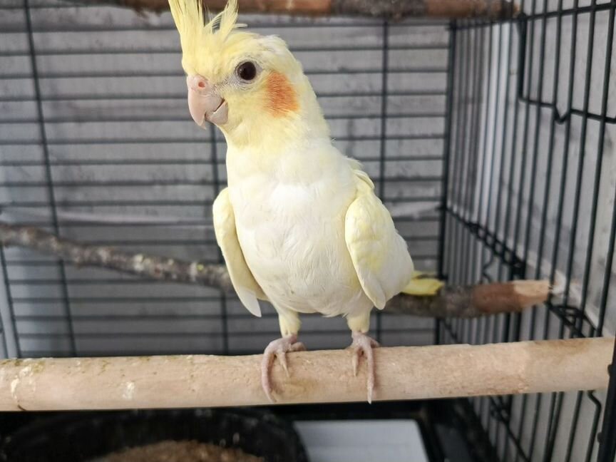 Попугай Корелла