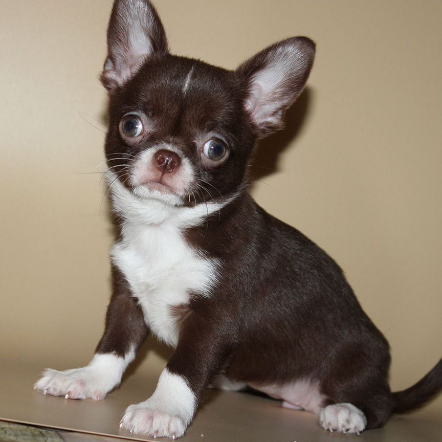 Чихуахуа, щенок