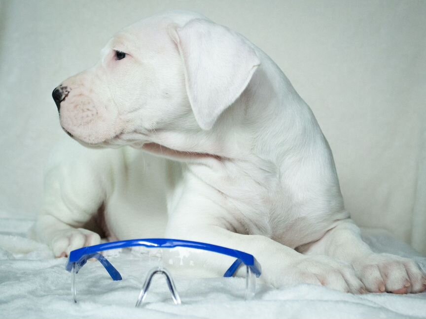 Аргентинский дог Щенок