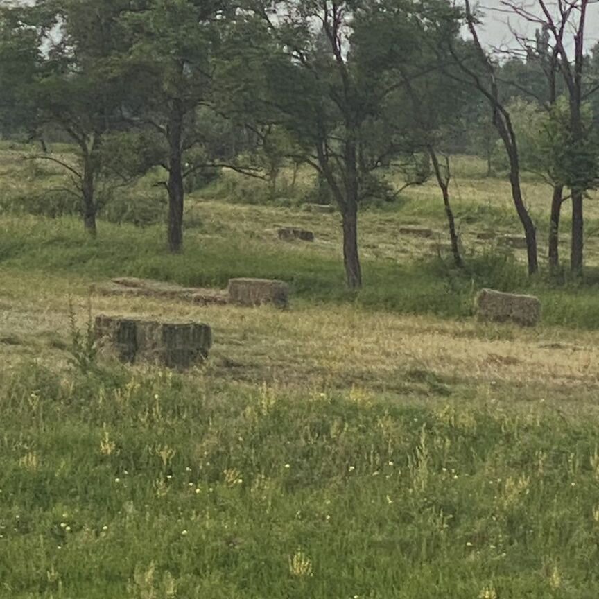 Сено в квадратных тюках