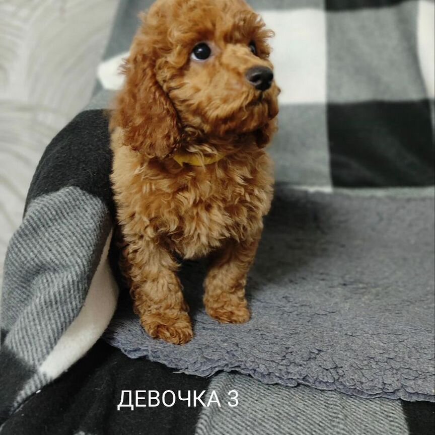 Щенки той пуделя