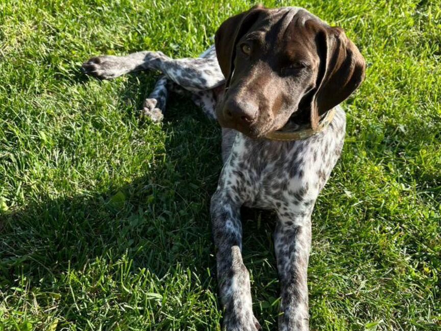 Щенок курцхаара