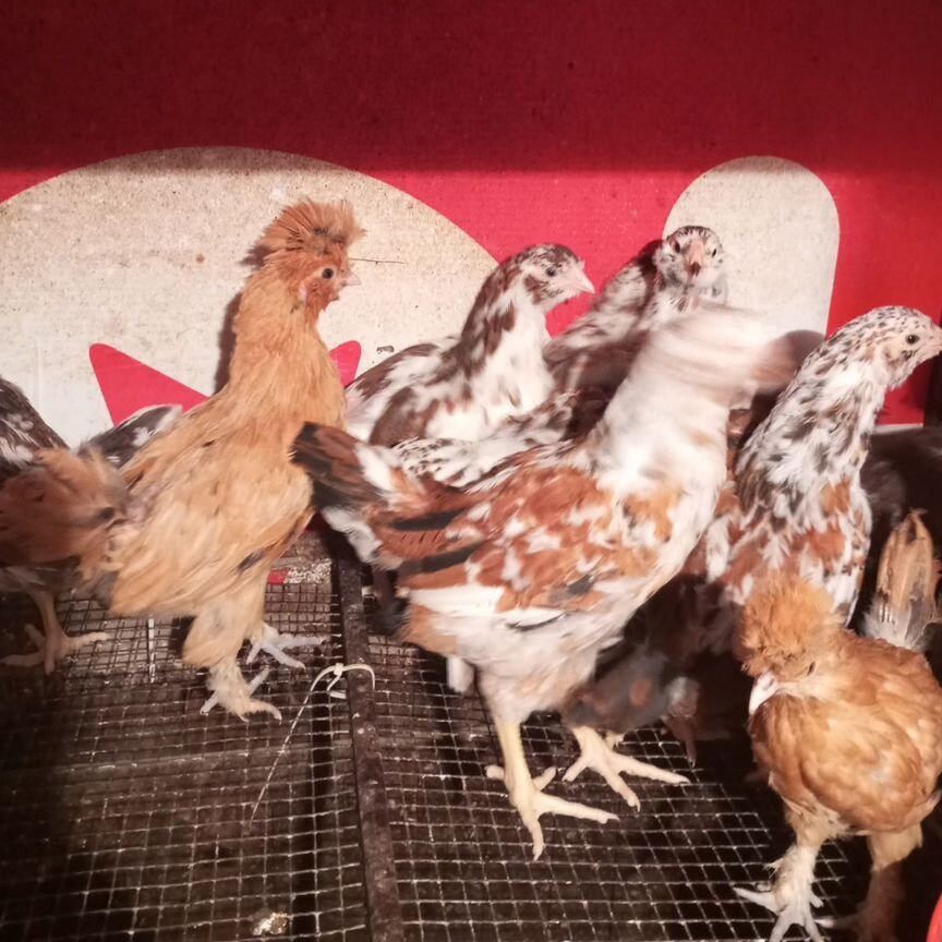 Цыплята несушки