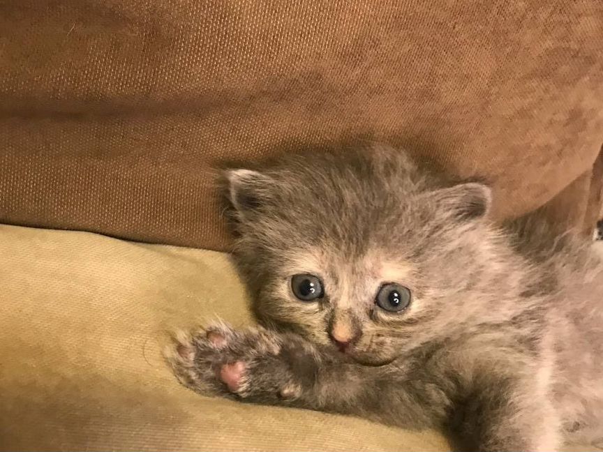 Котенок-девочка