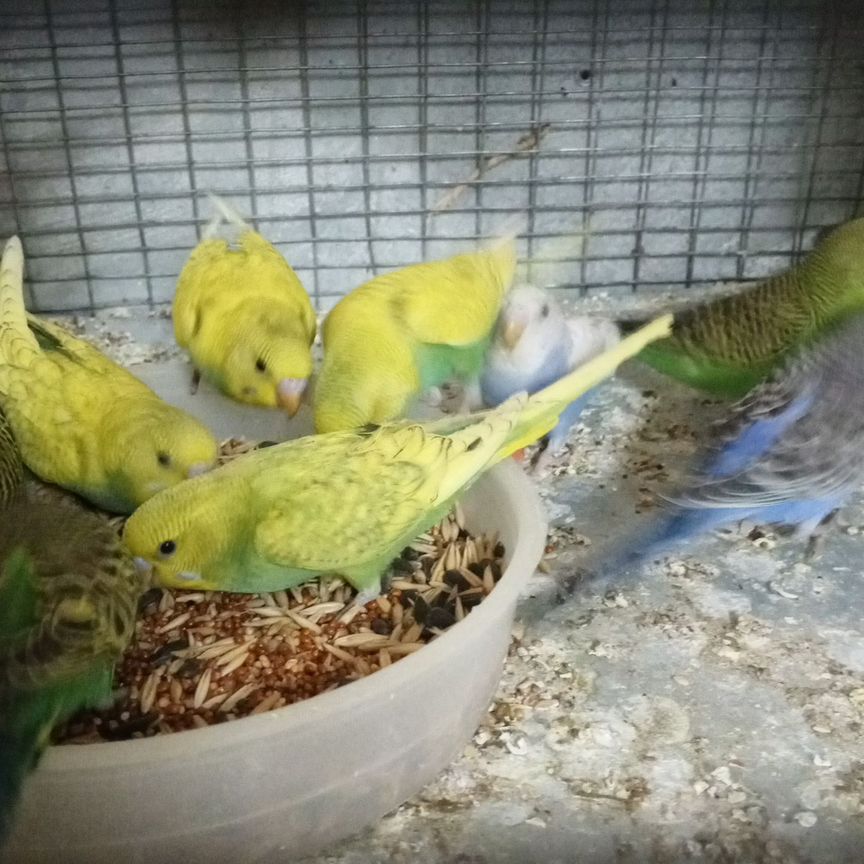 Птенцы волнистый попугай