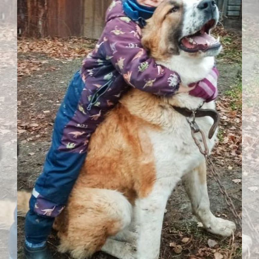 Кавказская овчарка, щенок