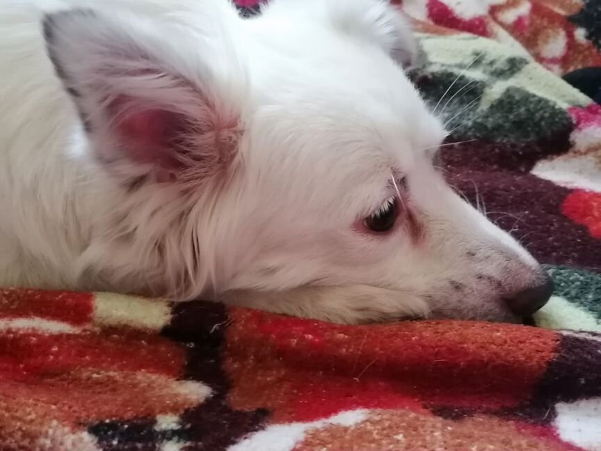 Собака в добрые руки отдам бесплатно