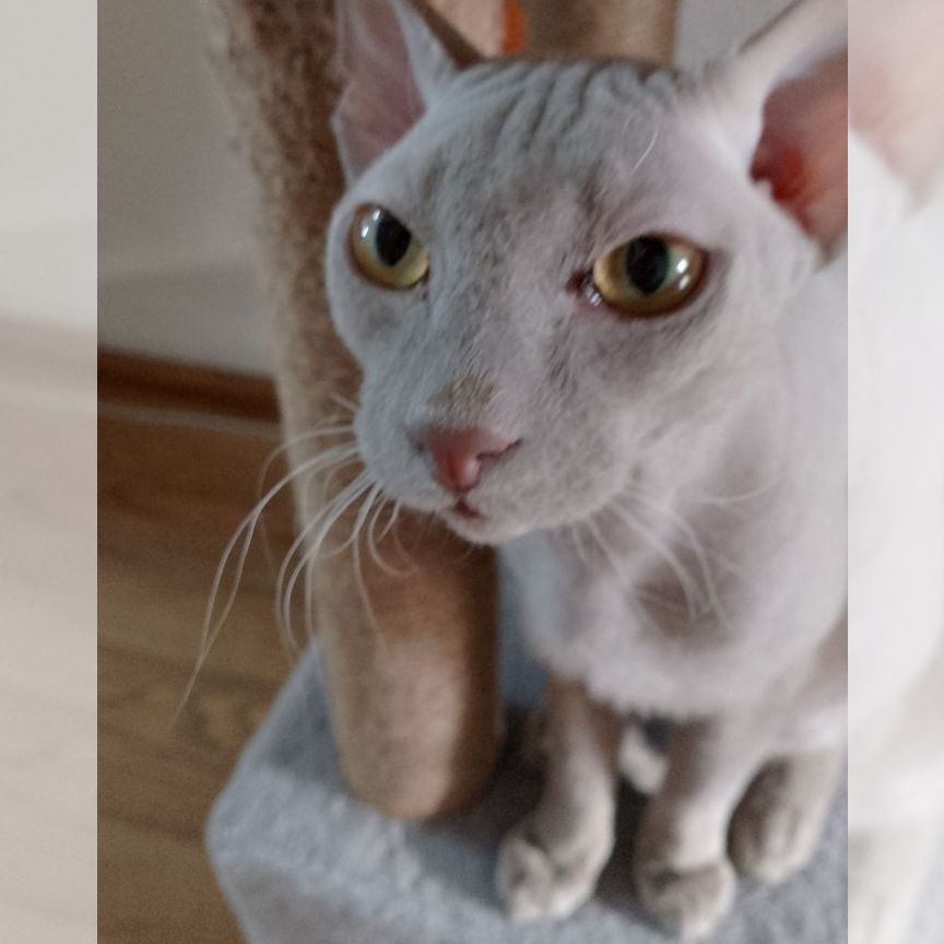 Кот сфинкс