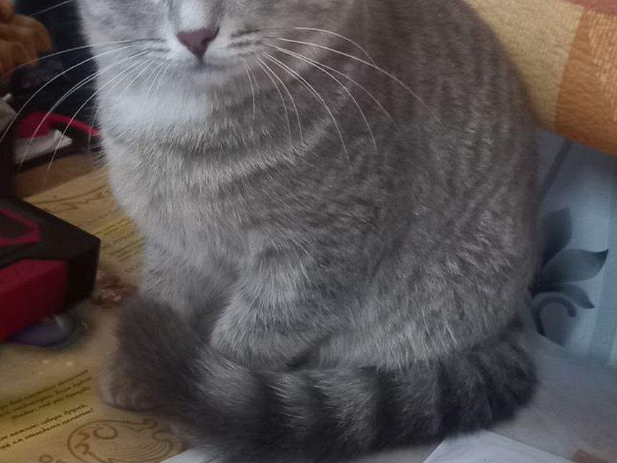 Пристрою кошечку