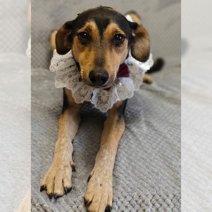 Взрослая собака в добрые руки