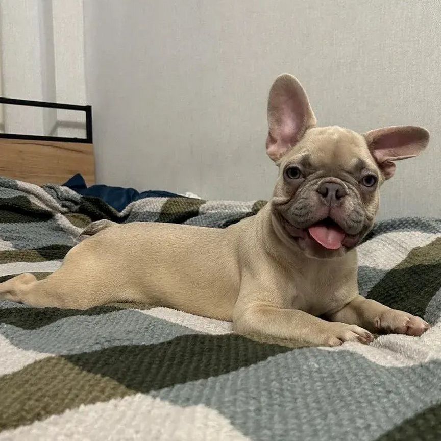 Французский бульдог, взрослая собака