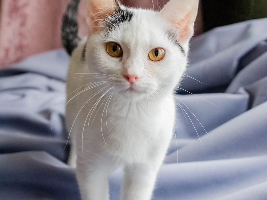 Очаровательный которебёнок Милка