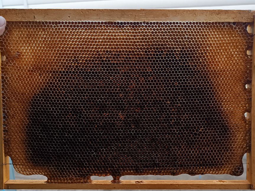 Рамки с сушью