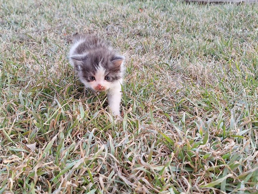 Котята в добрые руки даром бесплатно
