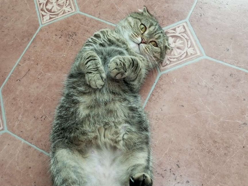 Вязка вислоухая шотланка ждем британца