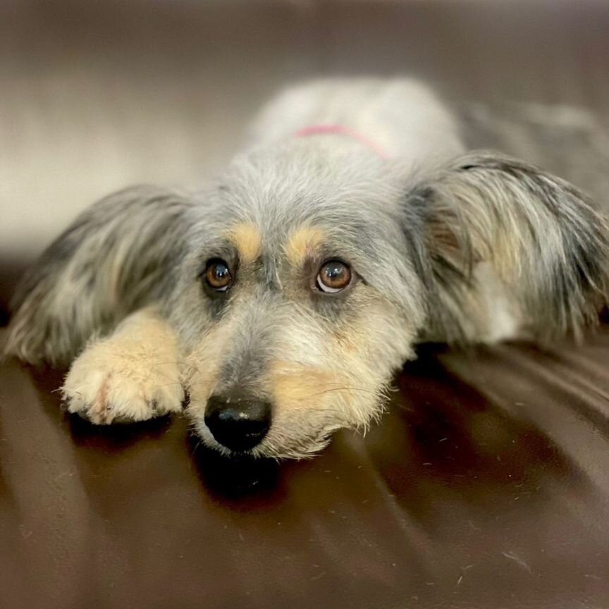 Собака в добрые руки