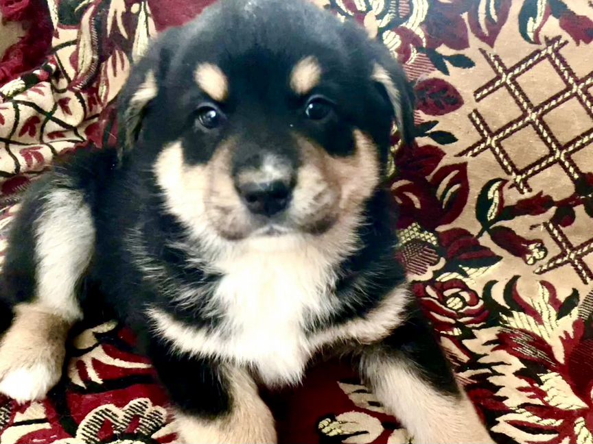 Кобелек аусси