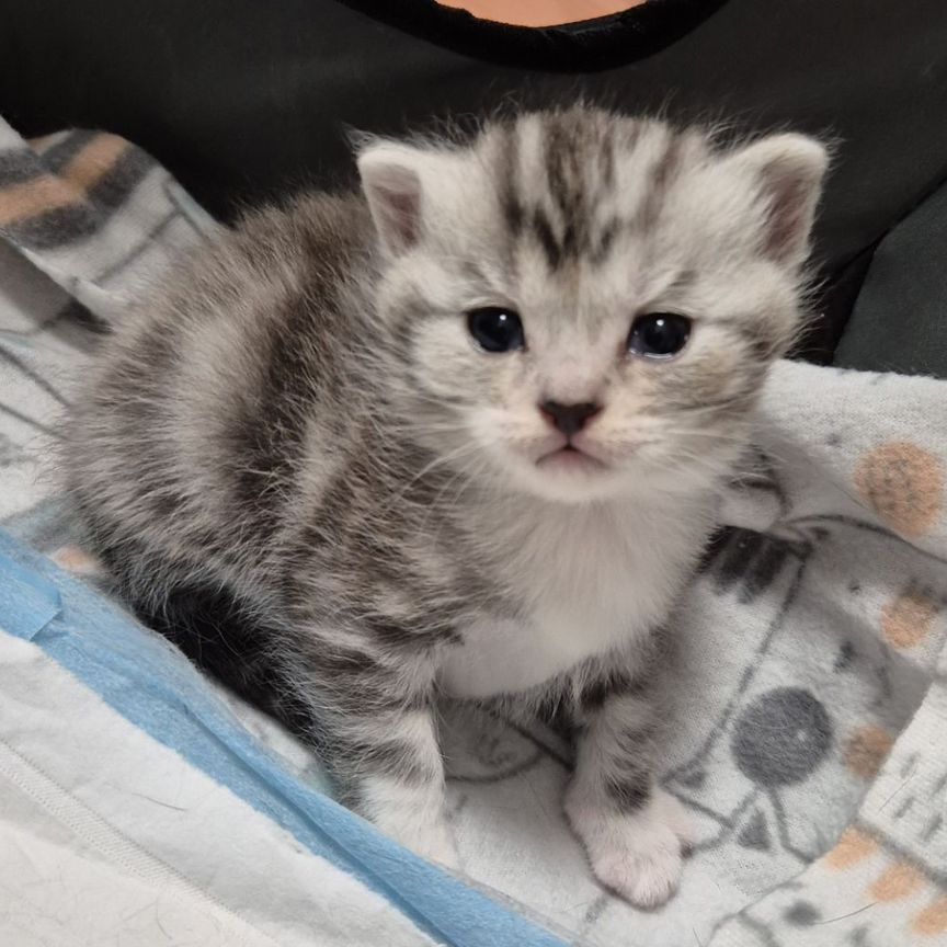 Котёнок от частного владельца