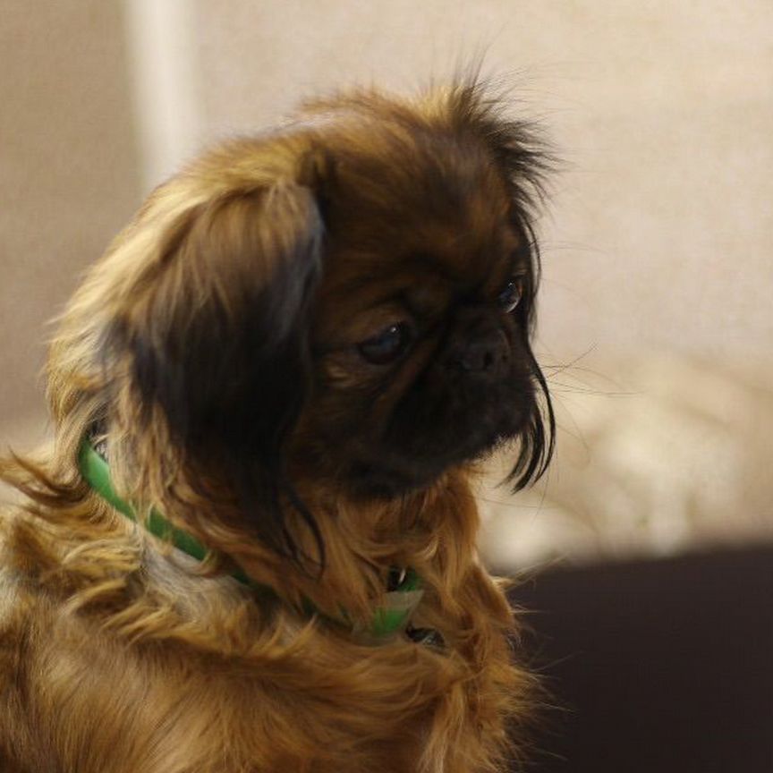 Щенки пикинеса