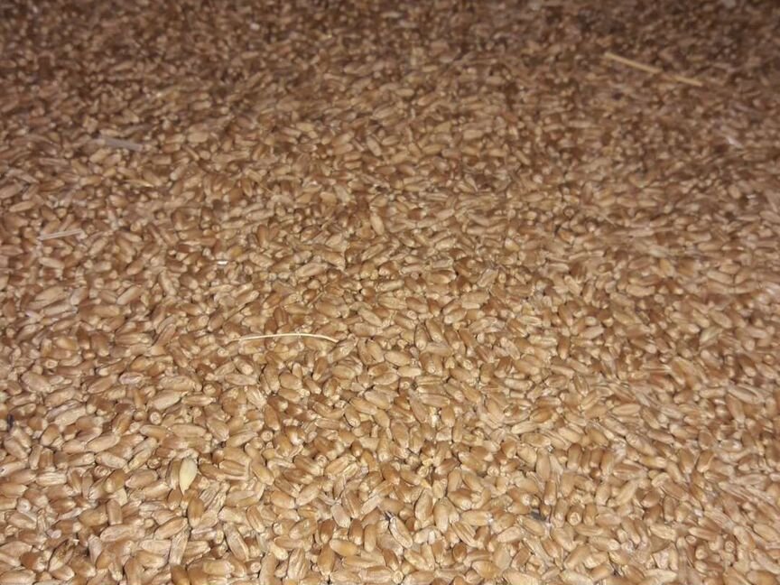 Пшеница мягкая