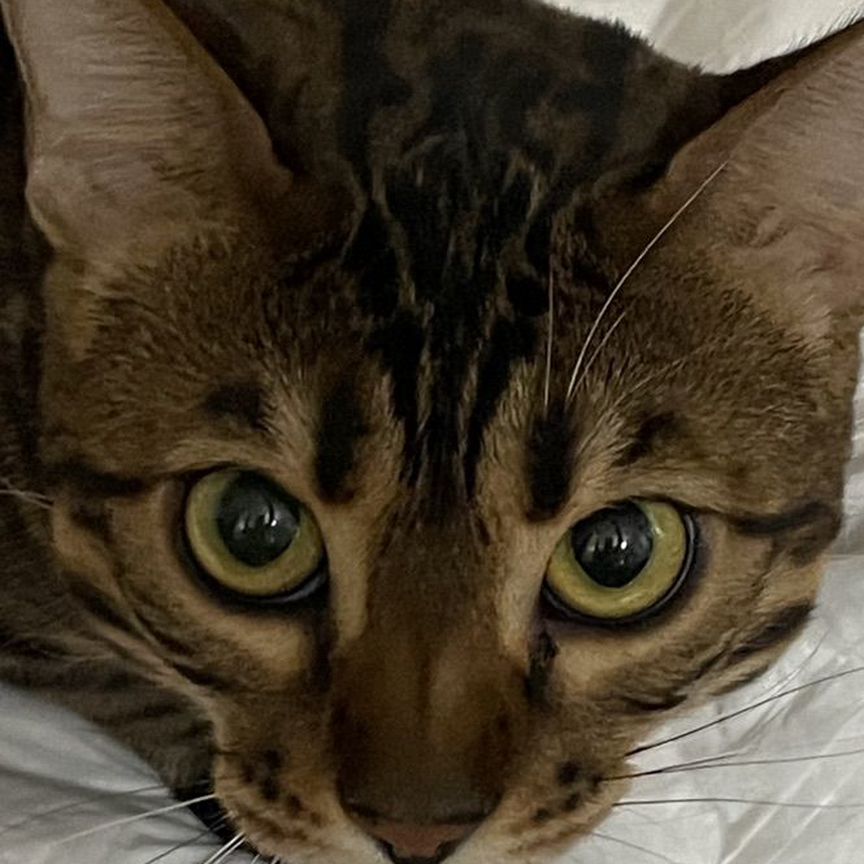 Бенгальская кошка ответственным хозяевам