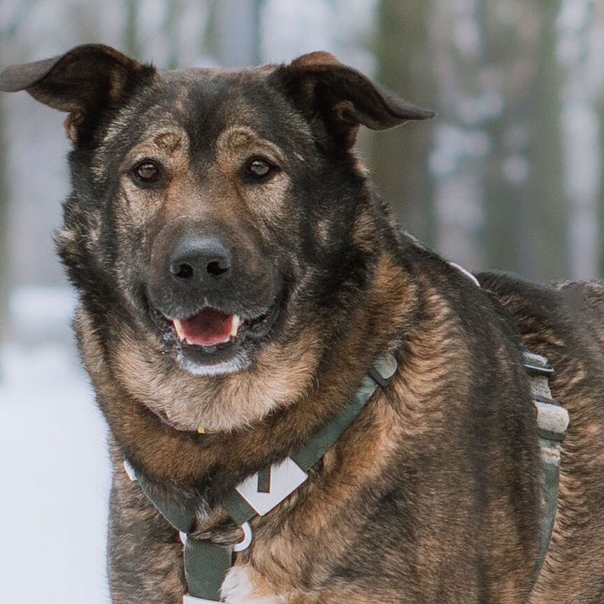 Взрослый пёс в добрые руки