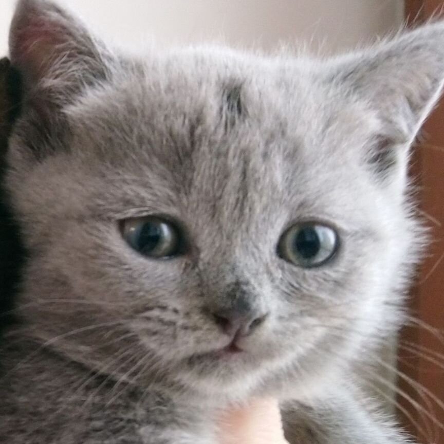 Маленькая британская кошечка