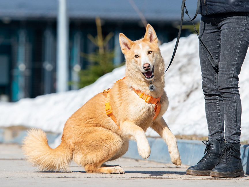 Позитивный пес Джем