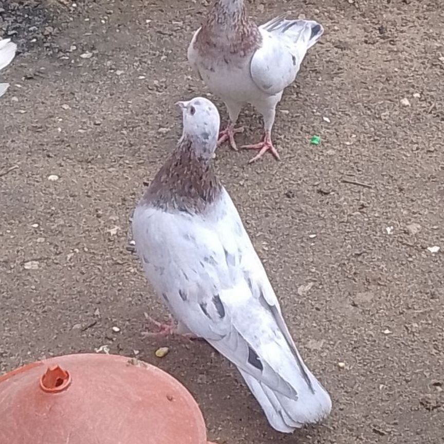 Бакинские бойные голуби