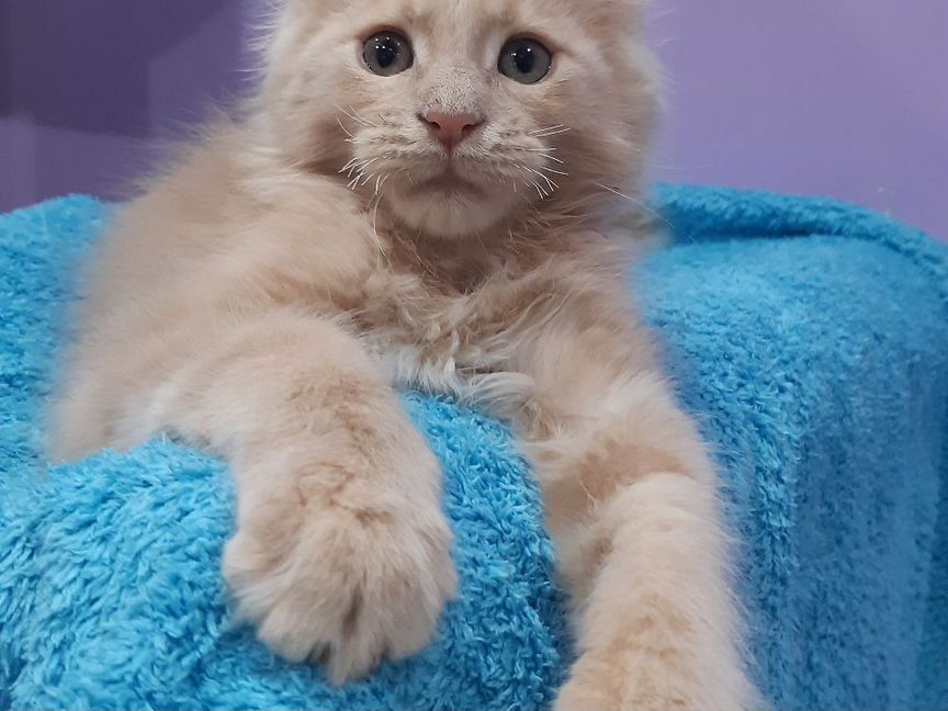 Котята мейн-кун (котик )