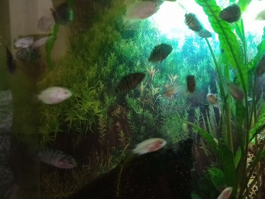 Аквариумные рыбки