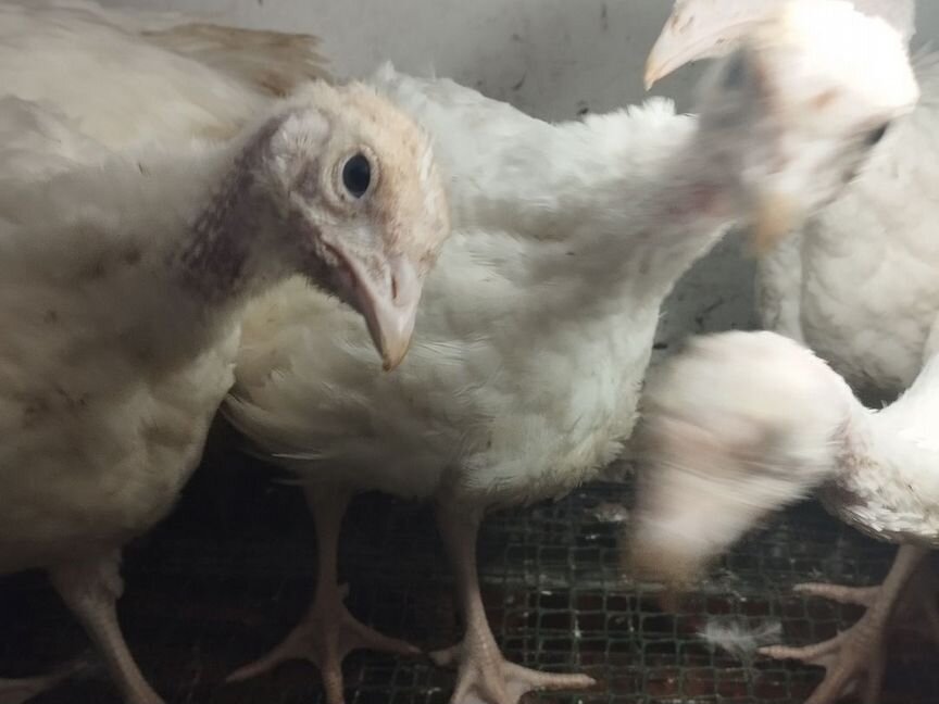 Индюшата подрощенные