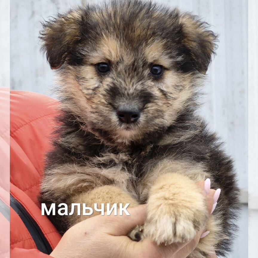 Щенок в добрые руки