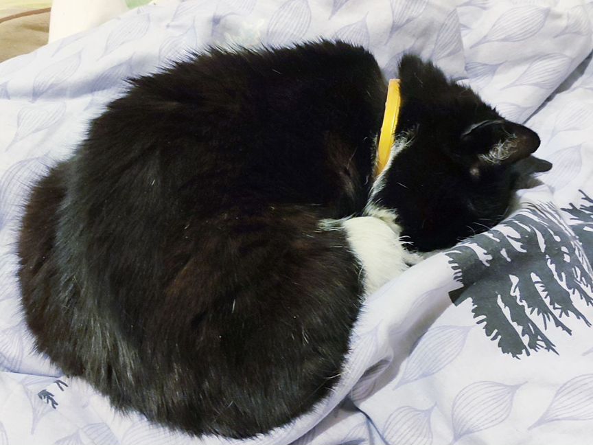 Кошечка ласковая
