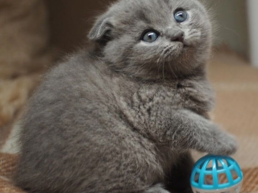 Голубые шотландские вислоухие котята