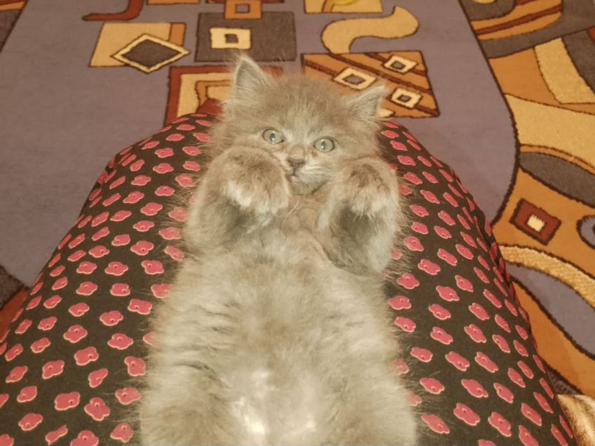 Британские котята