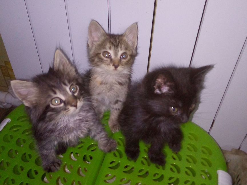 Котенок