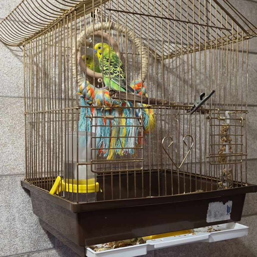Волнистый попугай с клеткой