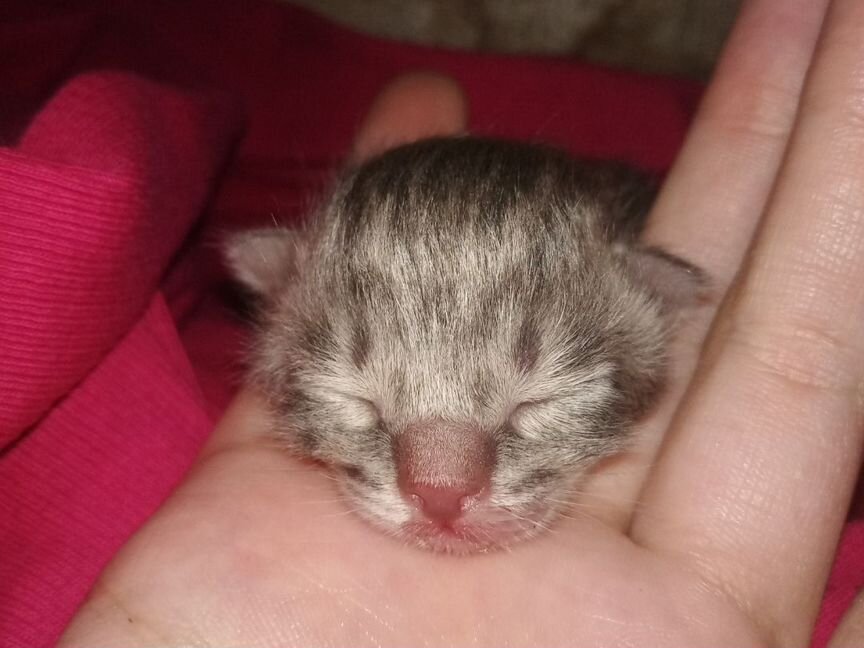 Новорожденный котенок ищет маму