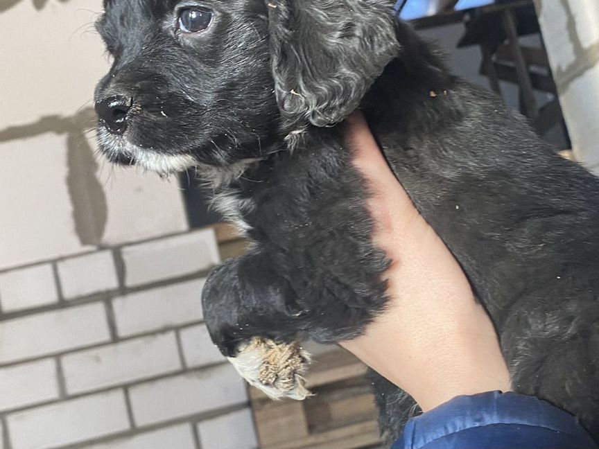 Щенок в добрые руки бесплатно