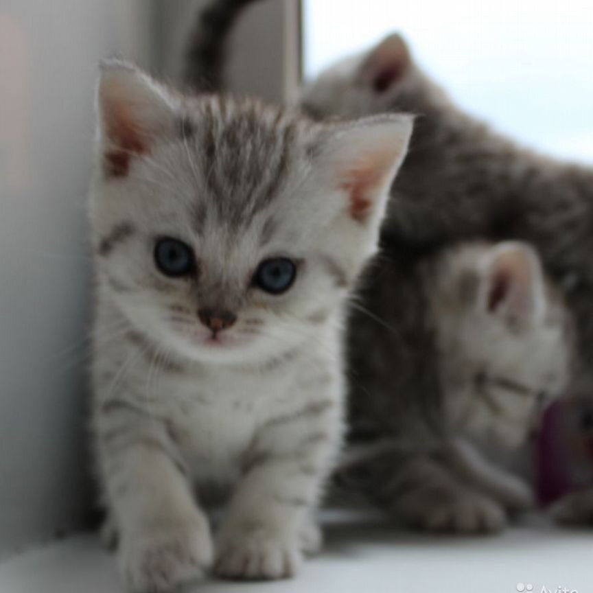 Шотландские котята