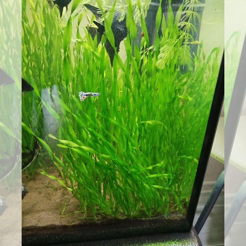 Аквариумное растение и гуппи