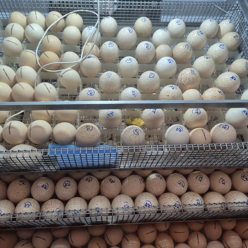 Инкубационное яйцо