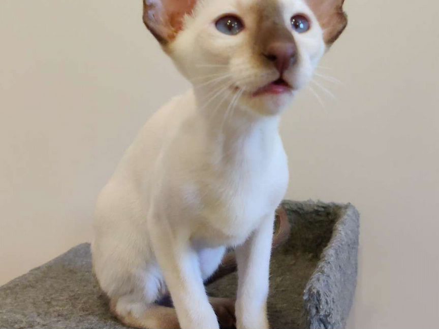 Ориентальная